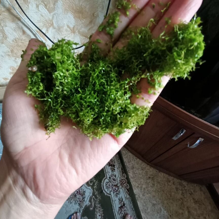 Мох, ряска
