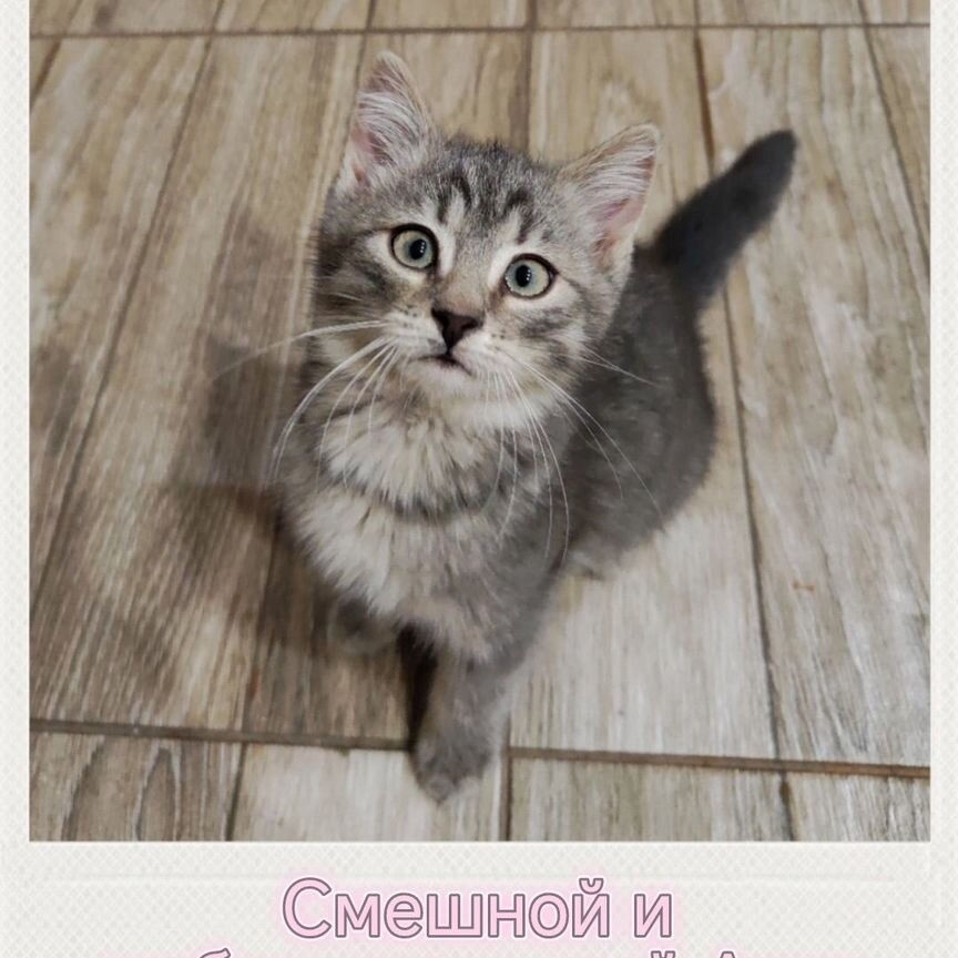 Котенок ищет дом