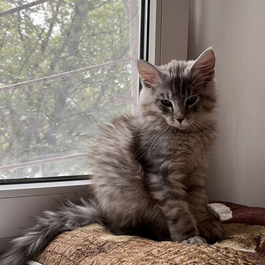 Кот мэйн кун наполовину