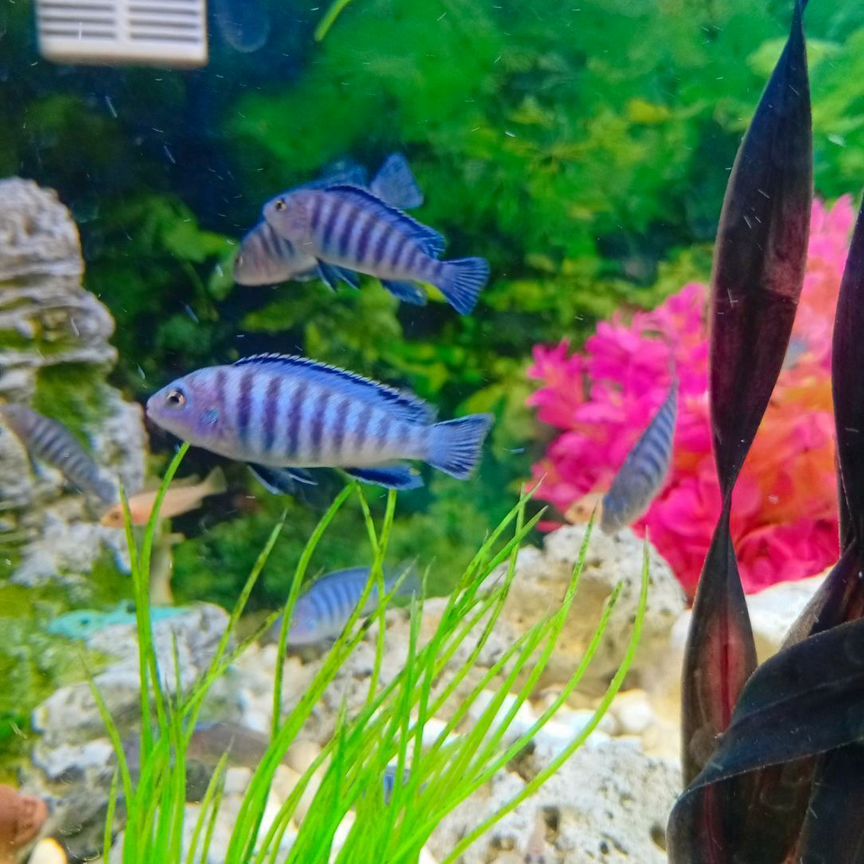 Малышки Демасони