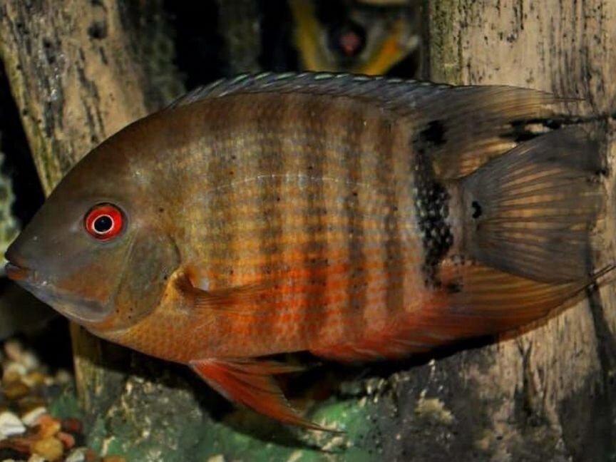 Северум около 15 см