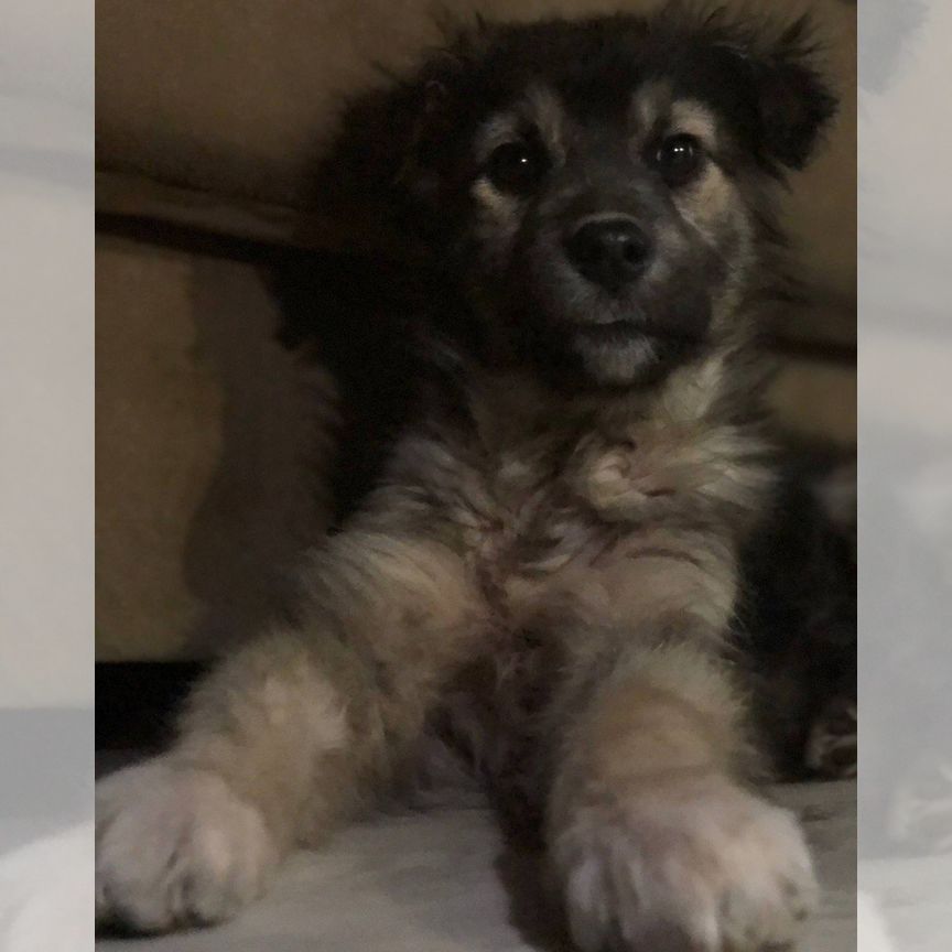 Щенок в добрые руки