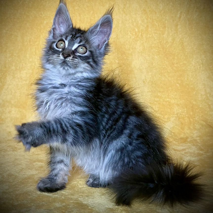 Котята мейн-кун с документами