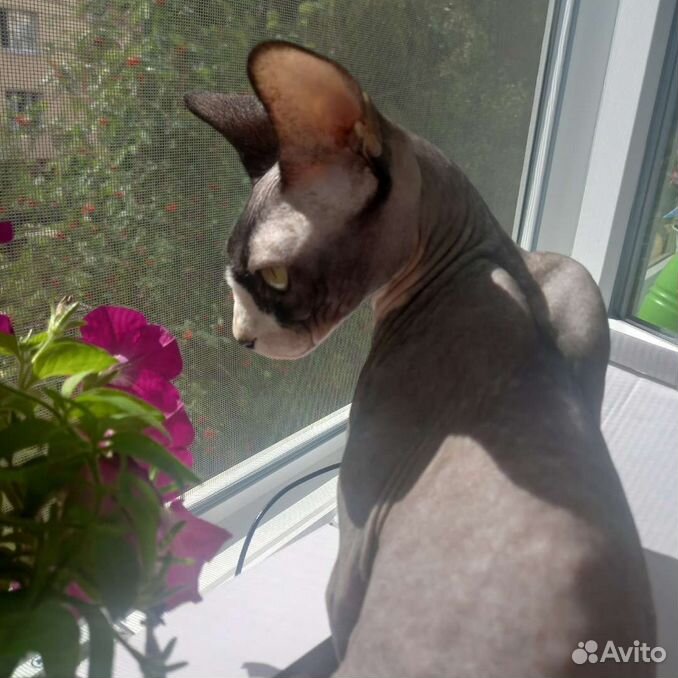 Канадский сфинкс котятки