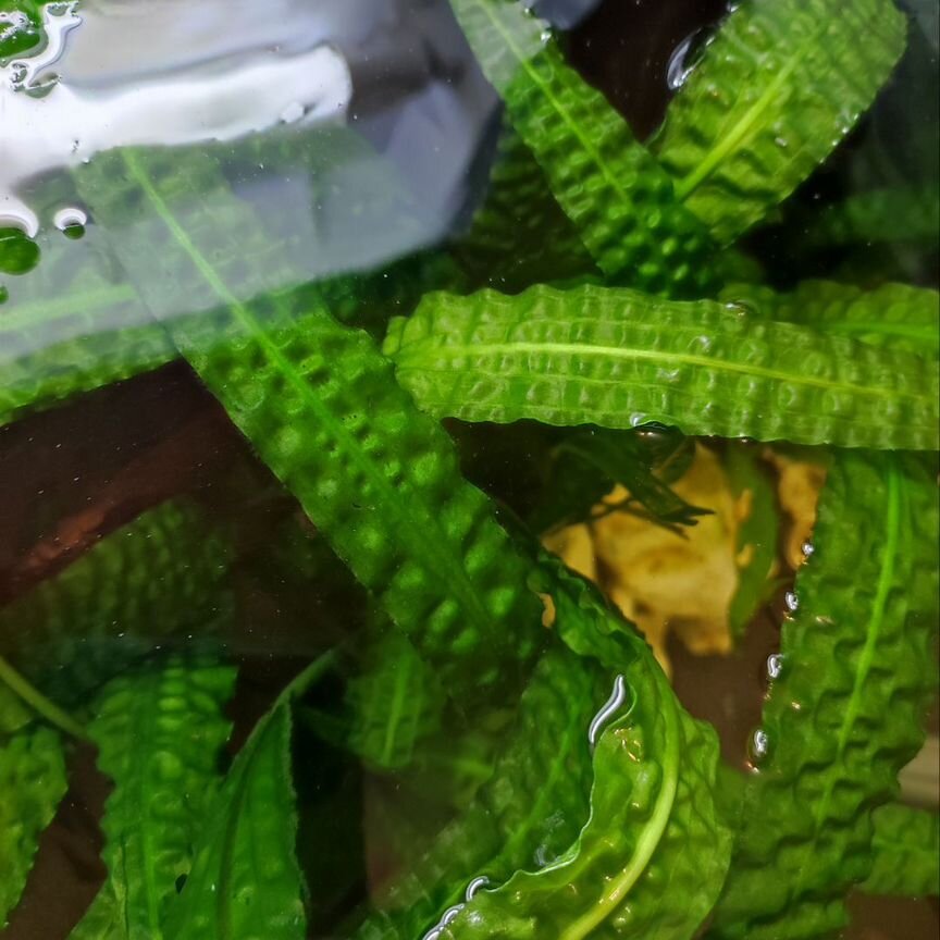 Растение аквариумное