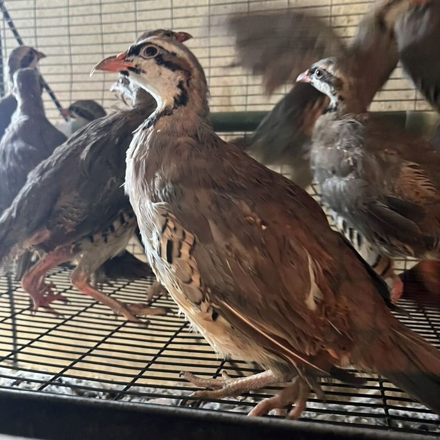 Горные куропатки