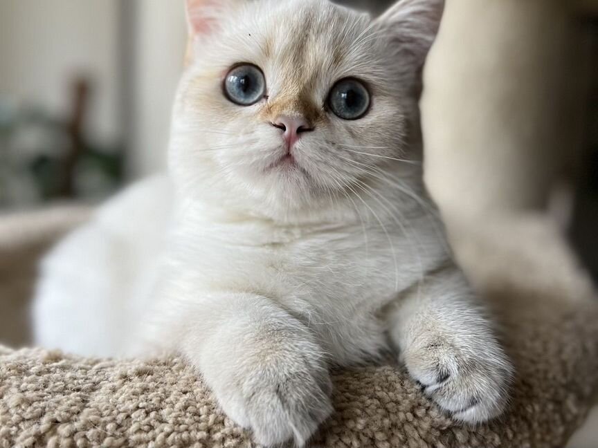 Молодая коасавица Снежа