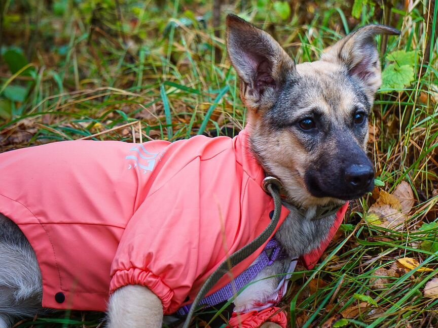 Щенок очень ищет свой любящий дом