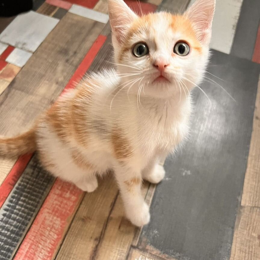Рыжий котенок в добрые руки