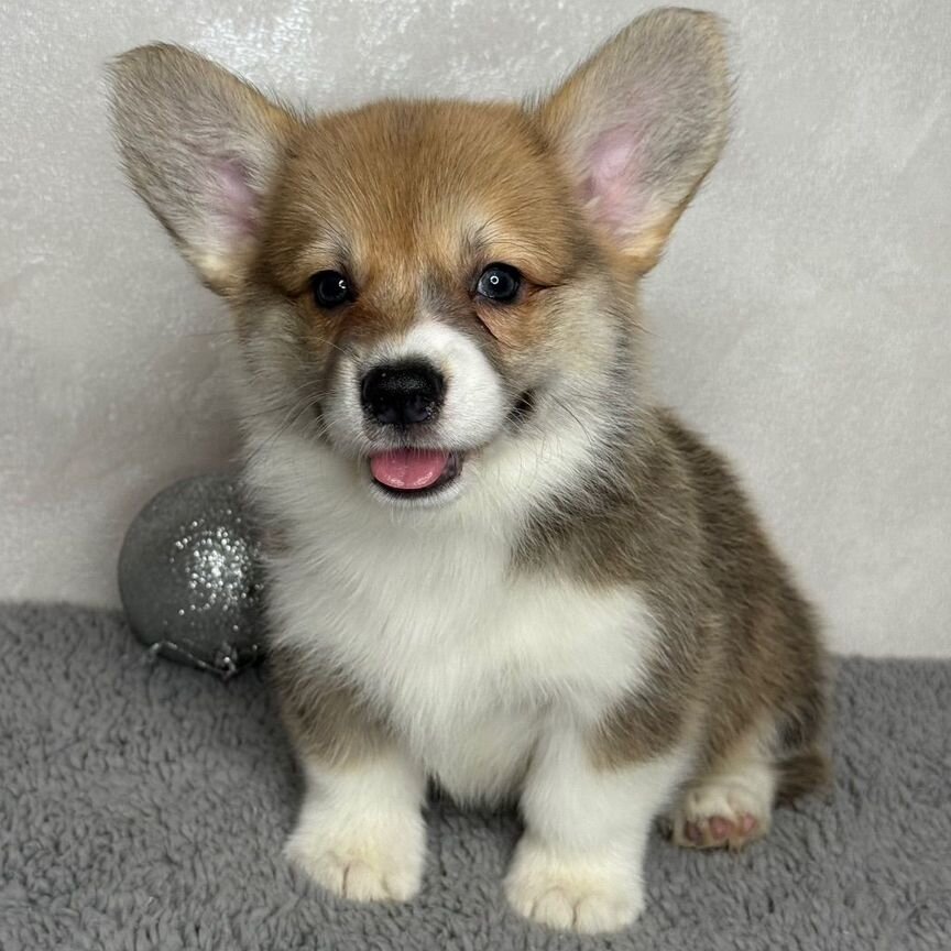 Вельш Корги Пемброк, щенок