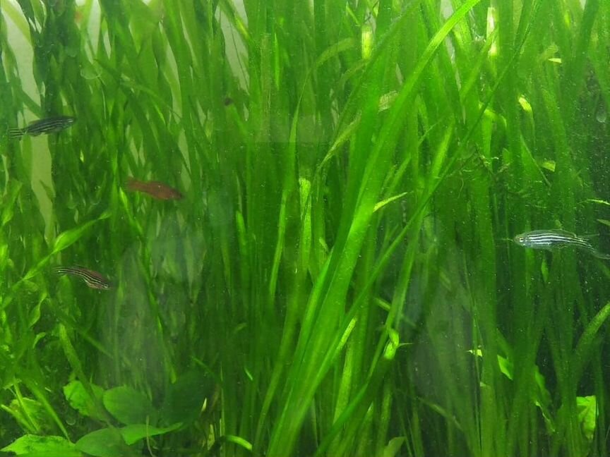 Продажа растений и рыбок