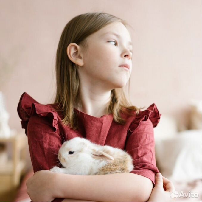 Мини карликовый кролик - Королевский VIP