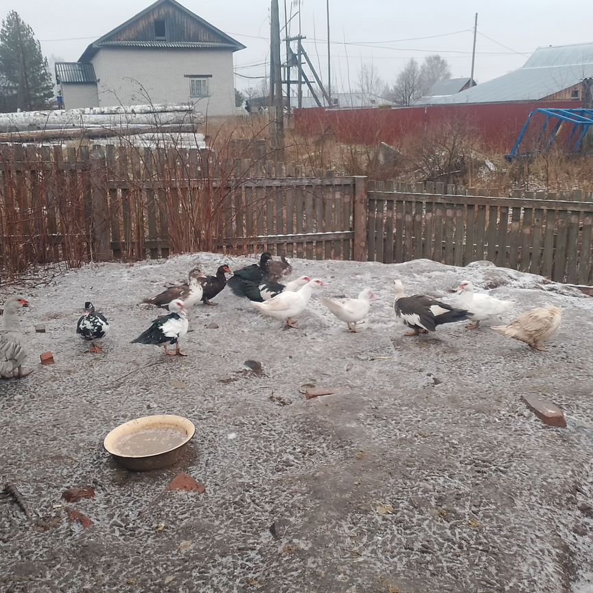 Мускусные утки тяжелые линии