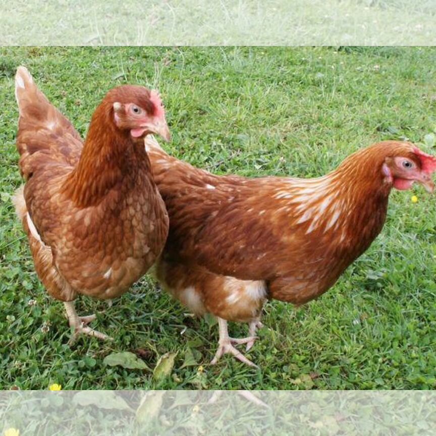 Куры несушки