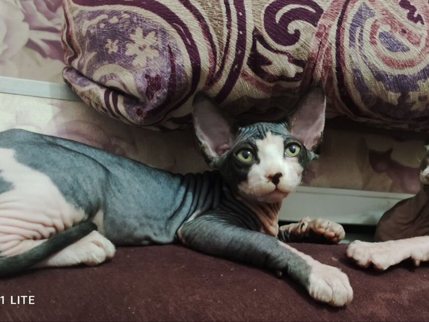 Девочка Канадский сфинкс