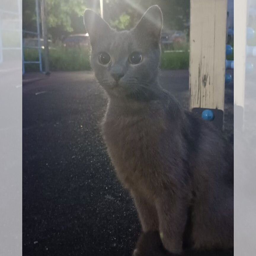 Котёнок в добрые руки