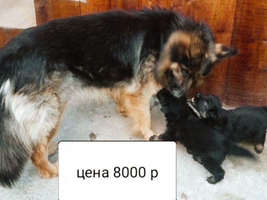 Чепрачные щенки немецкой овчарки