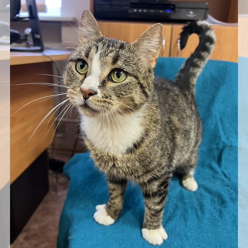 Взрослый кот в добрые руки