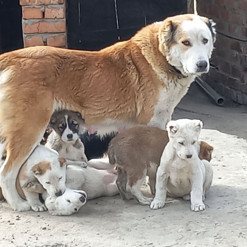 Щенки алабая