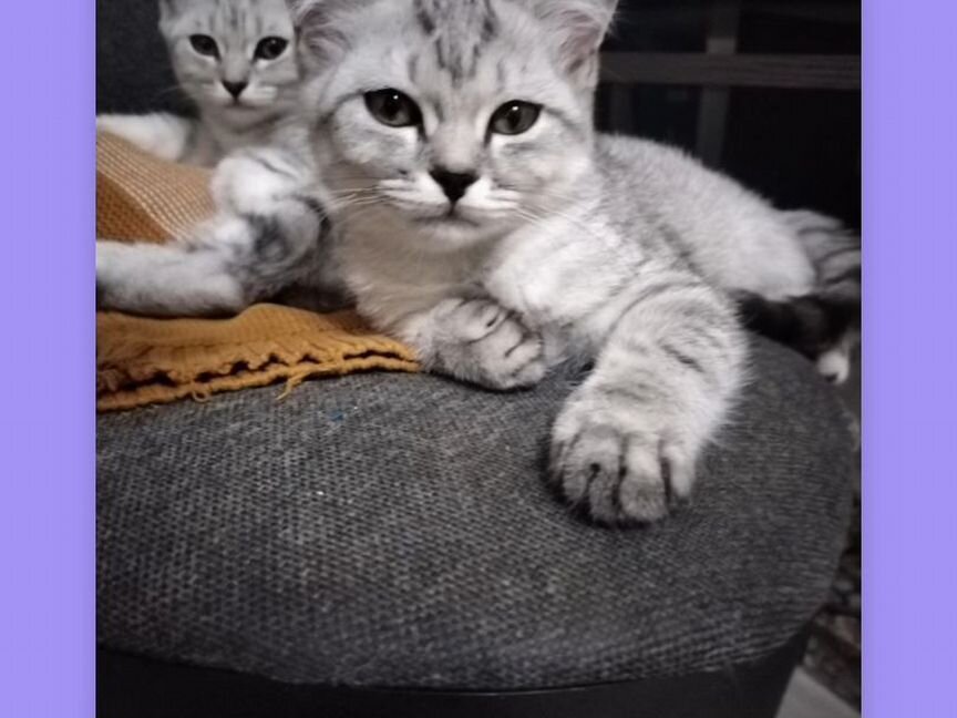 Котенок британский, окрас- серебристая шиншилла