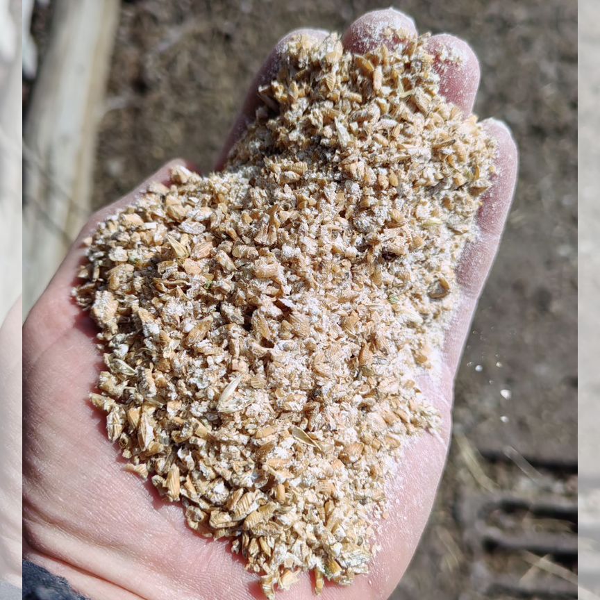 Пшеница плющеная