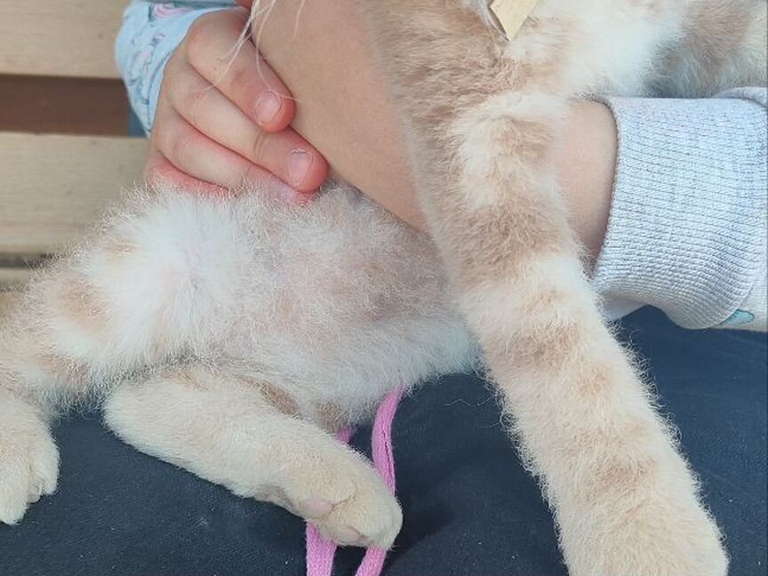 Котик бесплатно в добрые руки