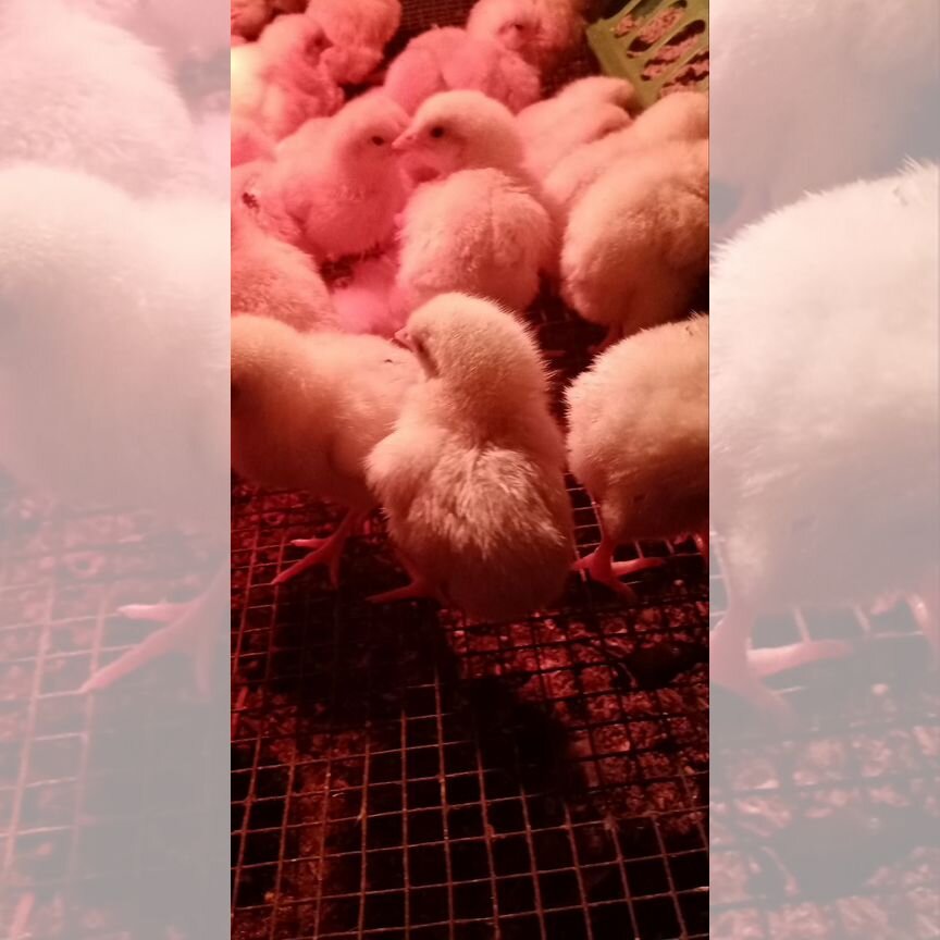 Цыпленок бройлер