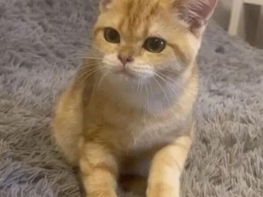 Кошка