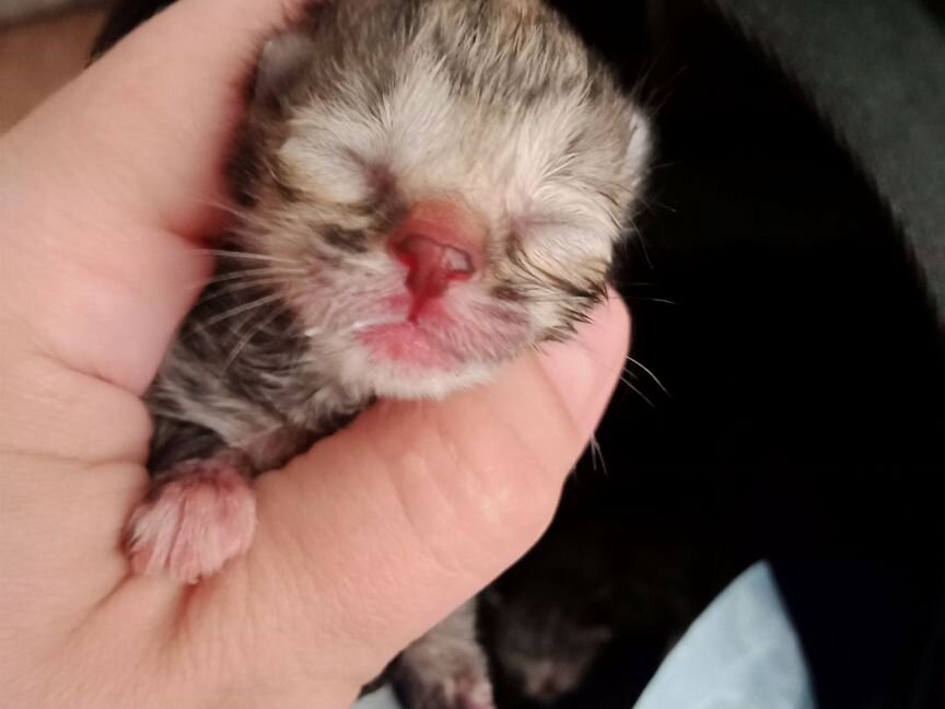 Котята ищут заботливые руки