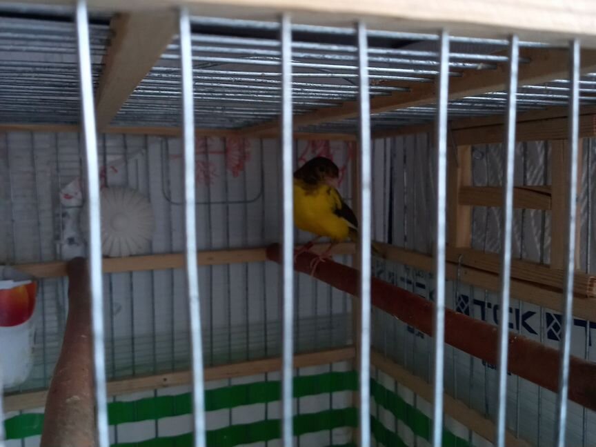 Канарейка самка