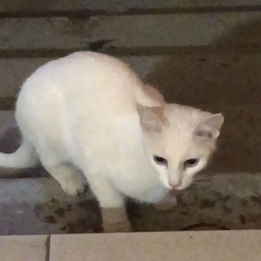 Спокойный белый кот