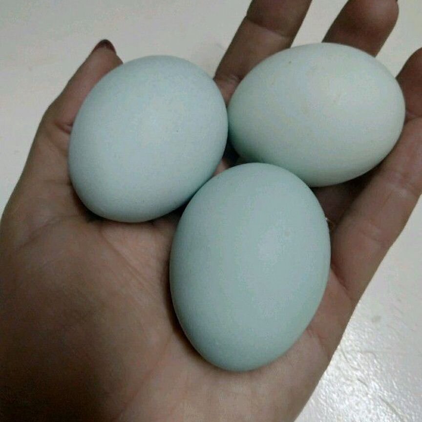 Инкубационное яйцо кур