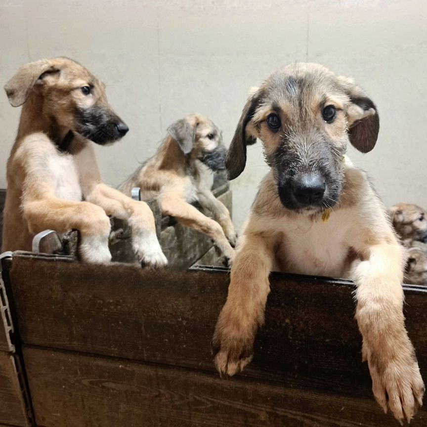 Ирландский волкодав, щенок