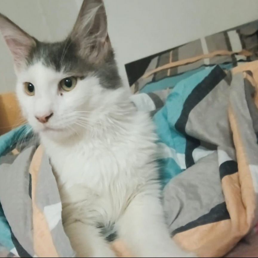 Продам мейн куна