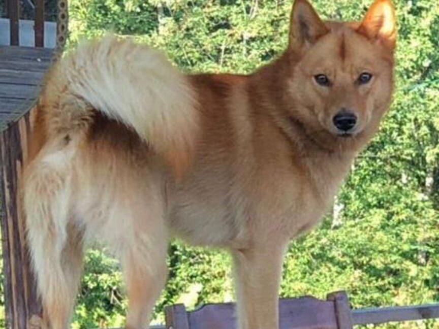 Карело-финская лайка