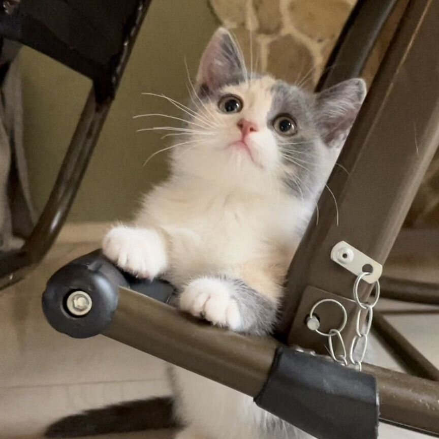 Котенок - девочка, 2 месяца