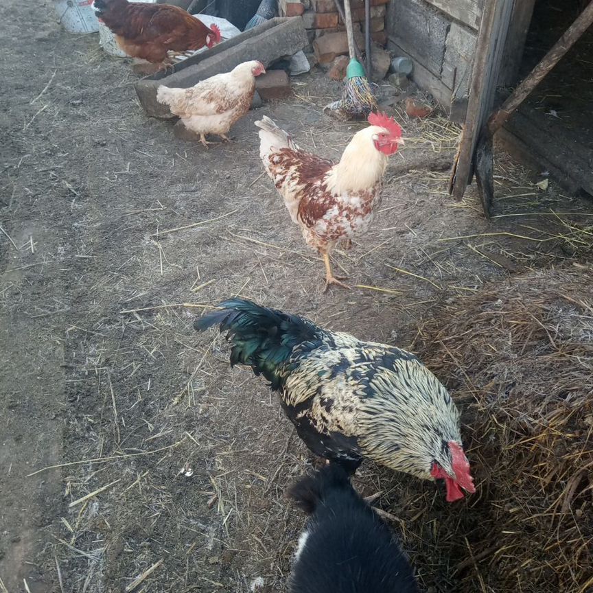 Молодые петухи