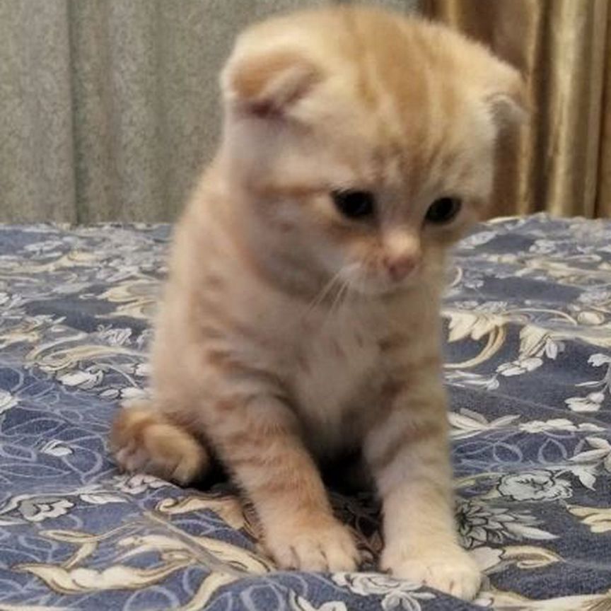 Шотландский вислоухий длинношёрстный котёнок