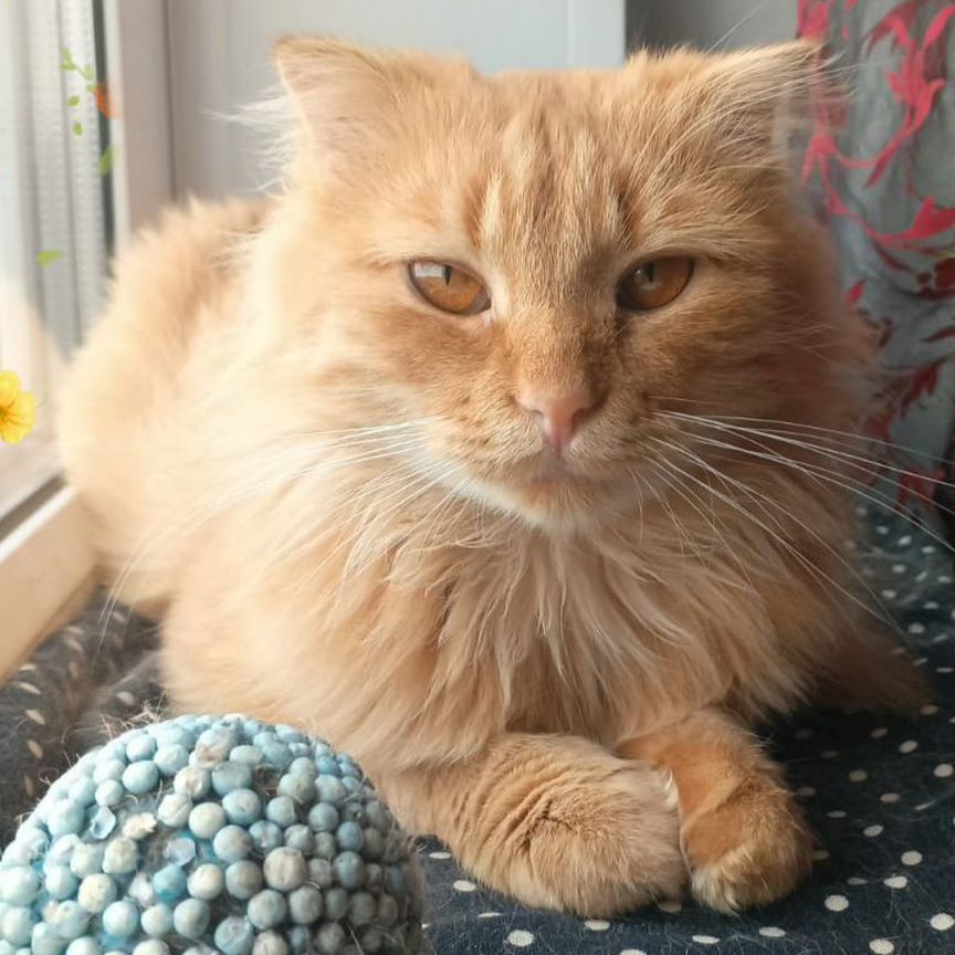 Молодой Рыжик