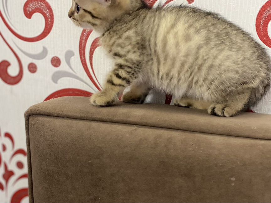 Шотладская вислоухая