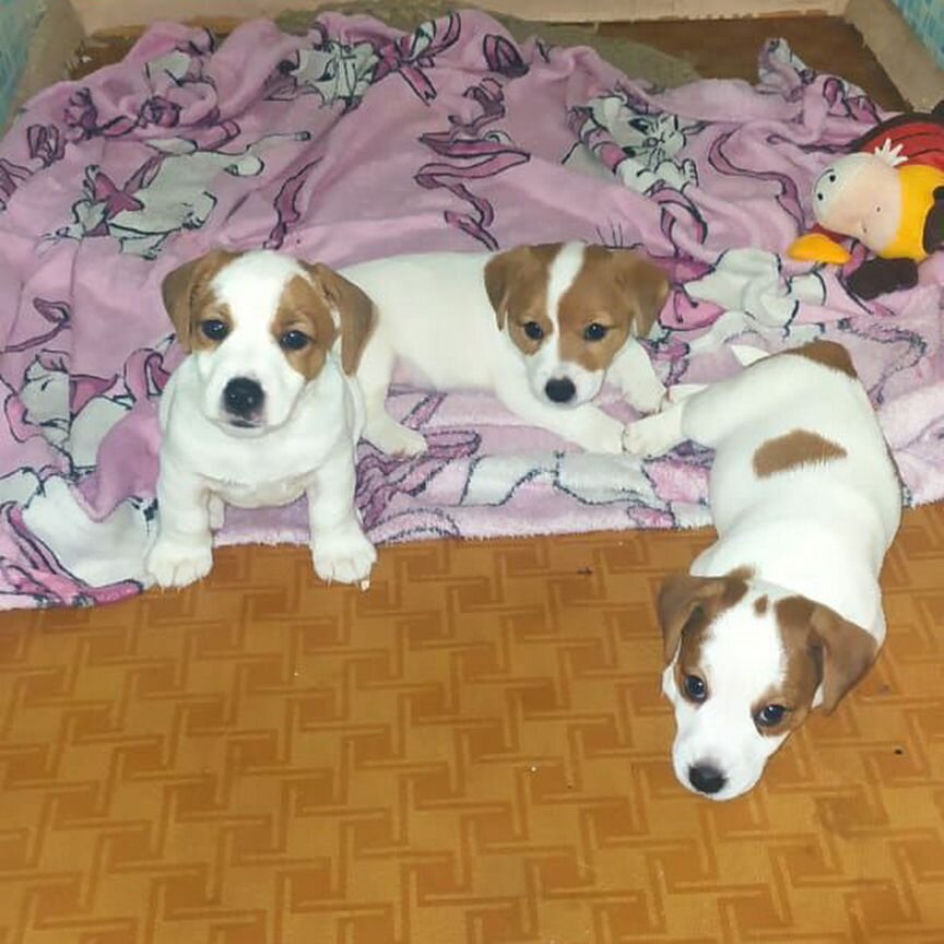 Щенки джек рассел терьер