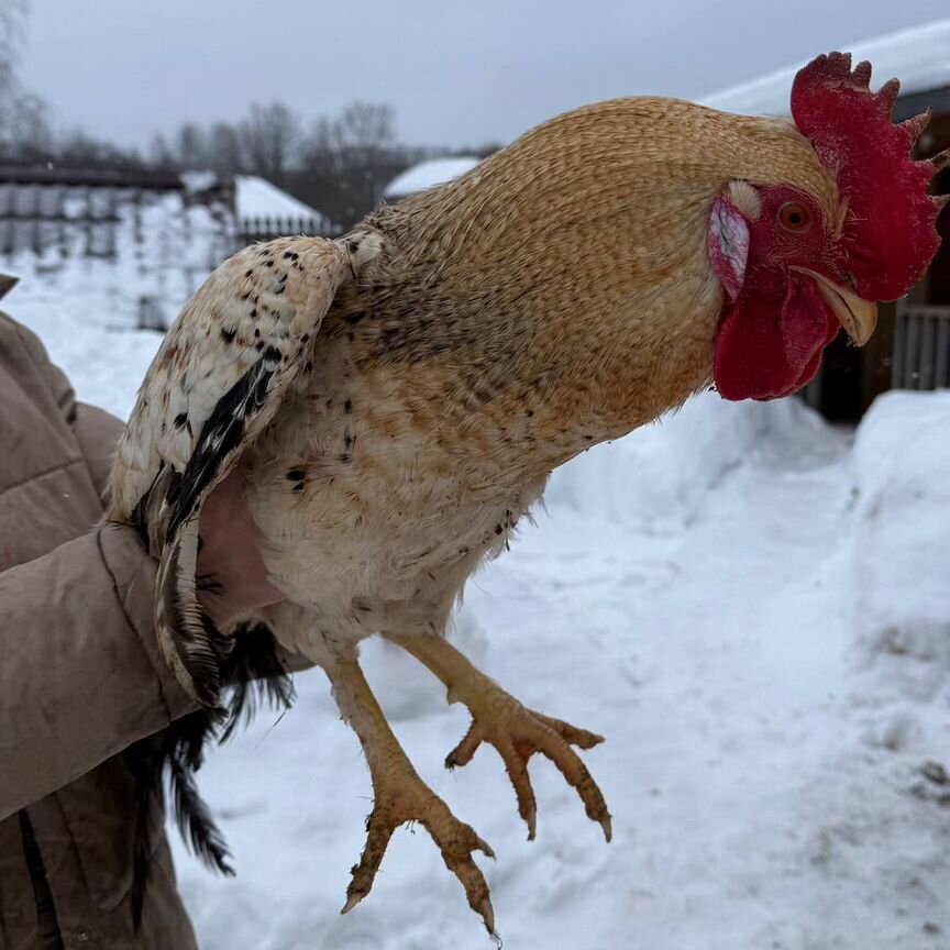 Молодые петухи