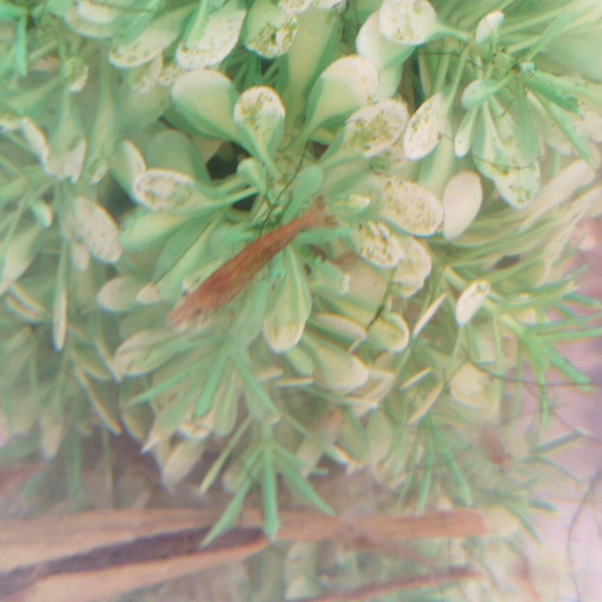 Креветки слабоокрашенные