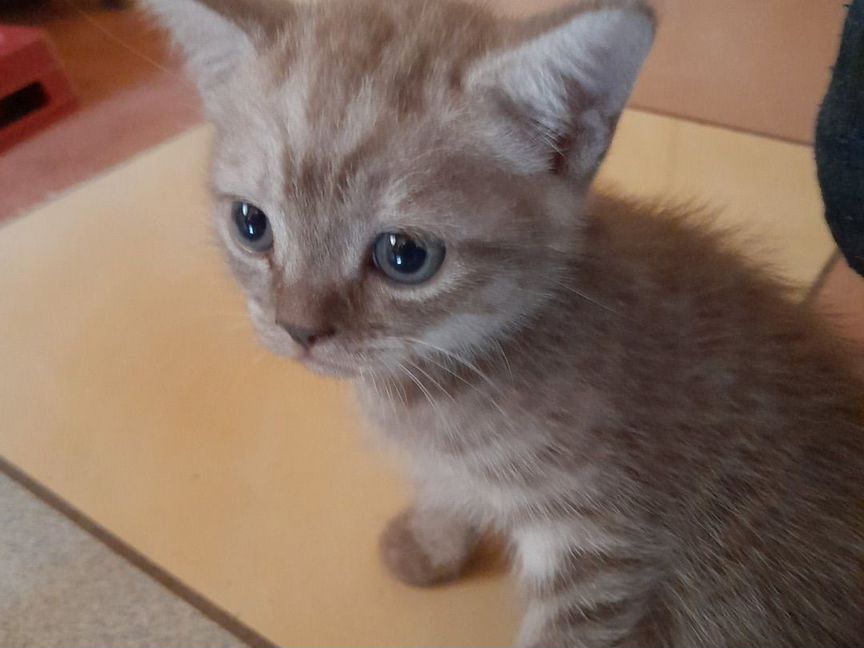 Британские котята