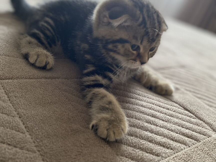 Шотландский вислоухий