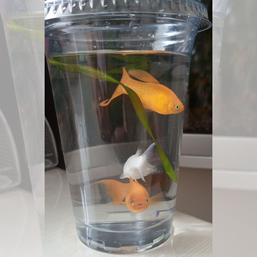 Моллинезия