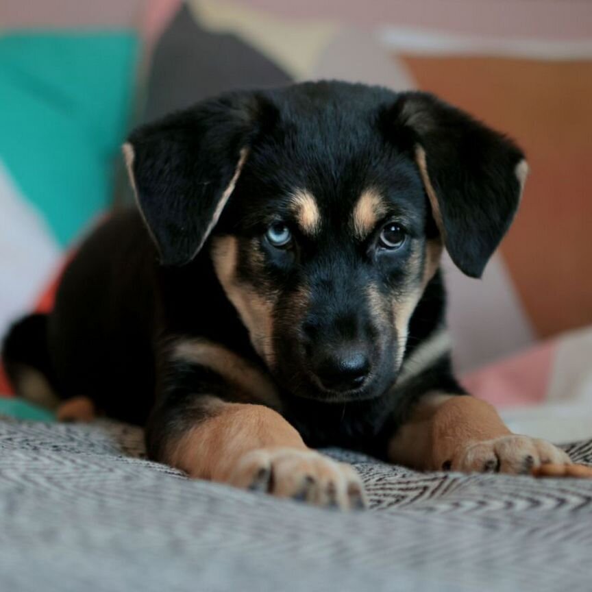 Щенок в добрые руки