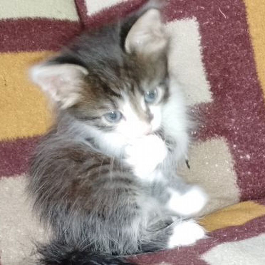 Милая кошечка