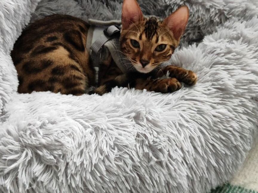 Бенгальские котята