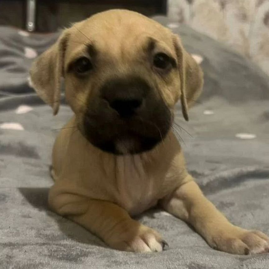 Американский стаффордширский терьер, щенок